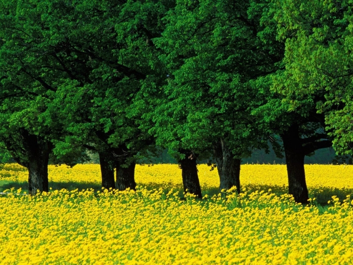 Images de la belle nature d'été. 100 photos pour votre bureau