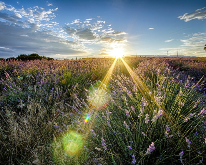 Fotografie krásné letní přírody. 100 obrázků na ploše zdarma