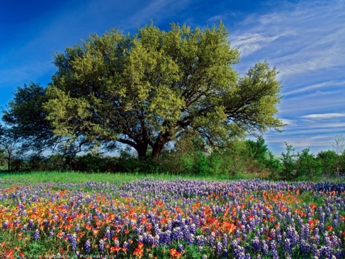 Images of Beautiful Summer Nature - 100 Photos for Your Desktop