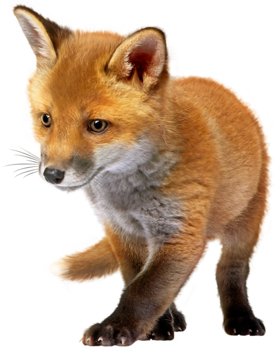 Bilder von Füchsen auf transparentem Hintergrund. 100 kostenlosen PNG