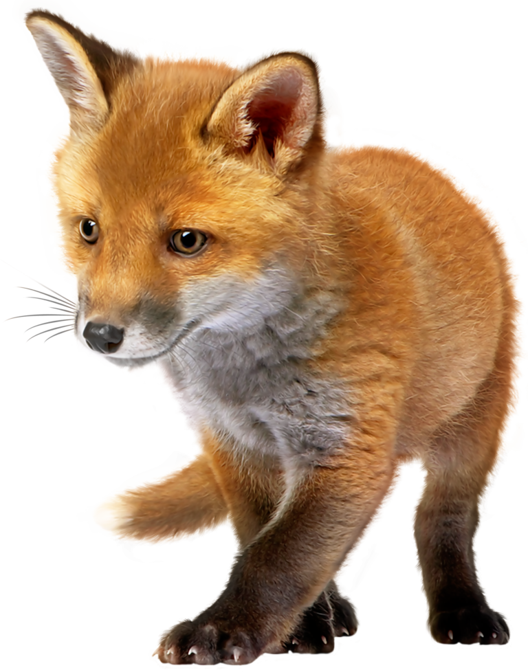 Pictures of Foxes on a Transparent Background. 100 Best Free PNGs