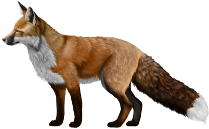 Pictures of Foxes on a Transparent Background. 100 Best Free PNGs