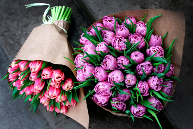 Photos of Beautiful Tulips - Top 200 Free Images of This Flowers