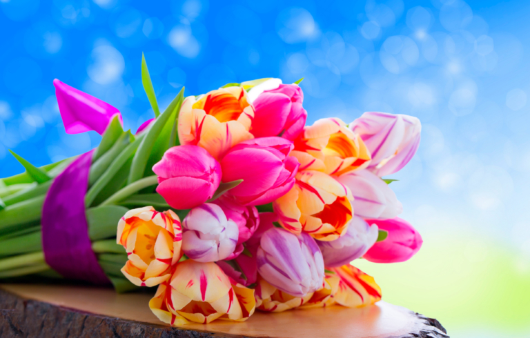 Photos of Beautiful Tulips - Top 200 Free Images of This Flowers