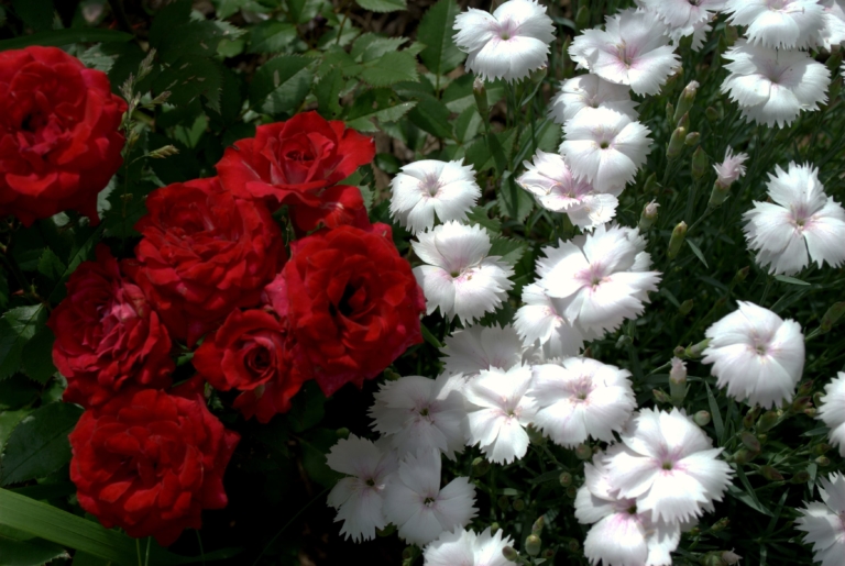 Photos of Beautiful Carnations - 105 Images of These Flowers