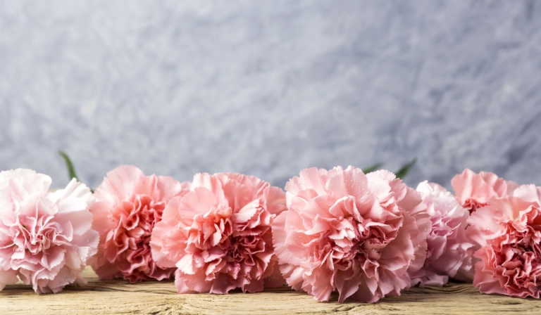 Photos of Beautiful Carnations - 105 Images of These Flowers