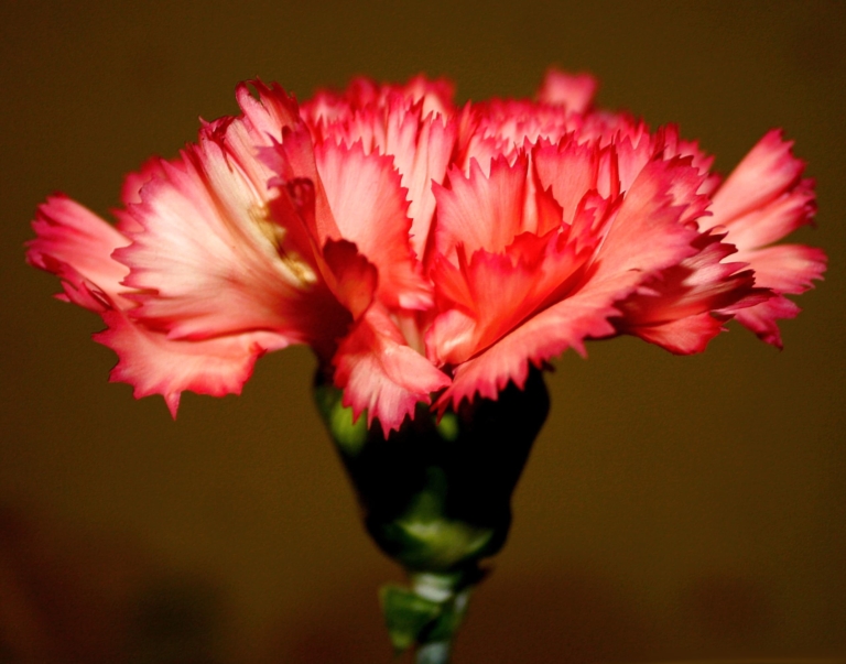 Fotos de hermosos claveles - 105 imágenes de estas flores