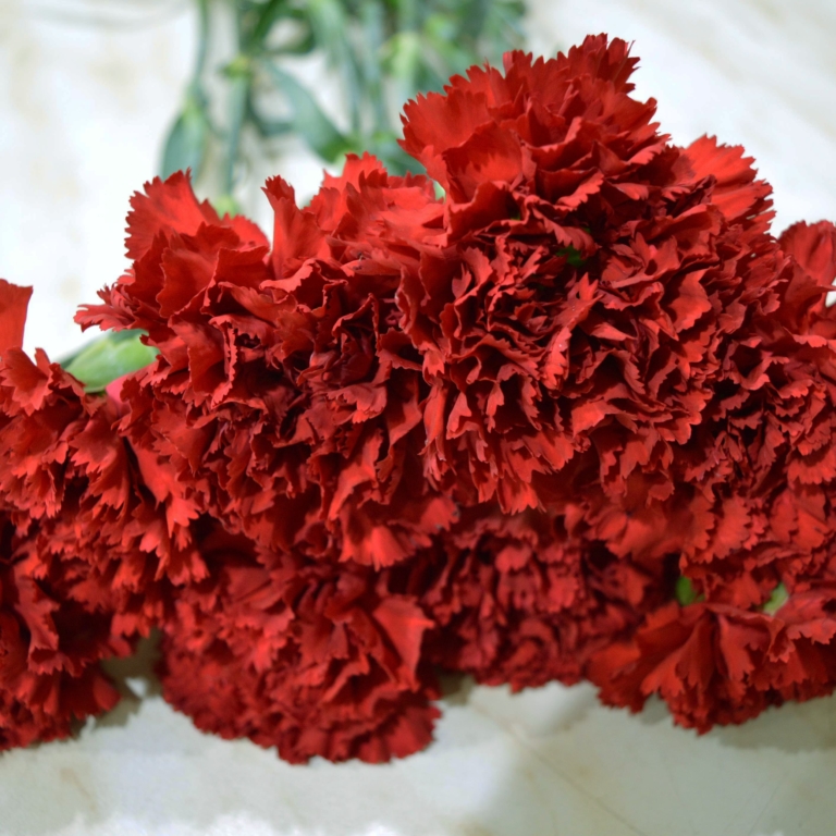 Photos of Beautiful Carnations - 105 Images of These Flowers