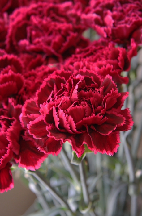 Fotos de hermosos claveles - 105 imágenes de estas flores