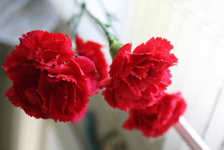 Fotos de hermosos claveles - 105 imágenes de estas flores