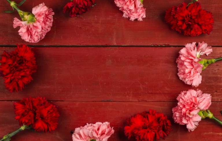 Photos of Beautiful Carnations - 105 Images of These Flowers