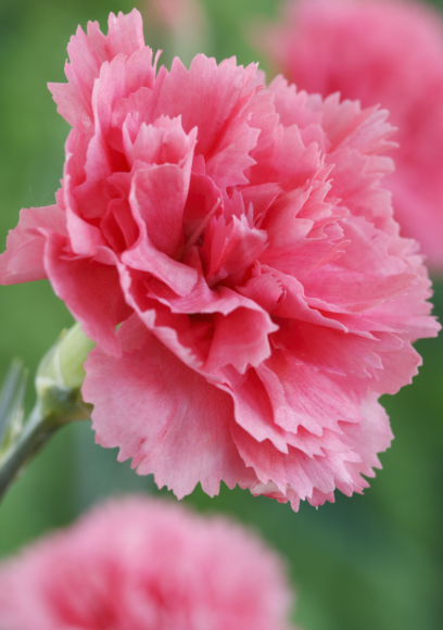 Fotos de hermosos claveles - 105 imágenes de estas flores
