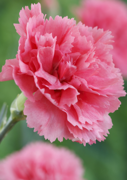 Photos of Beautiful Carnations - 105 Images of These Flowers