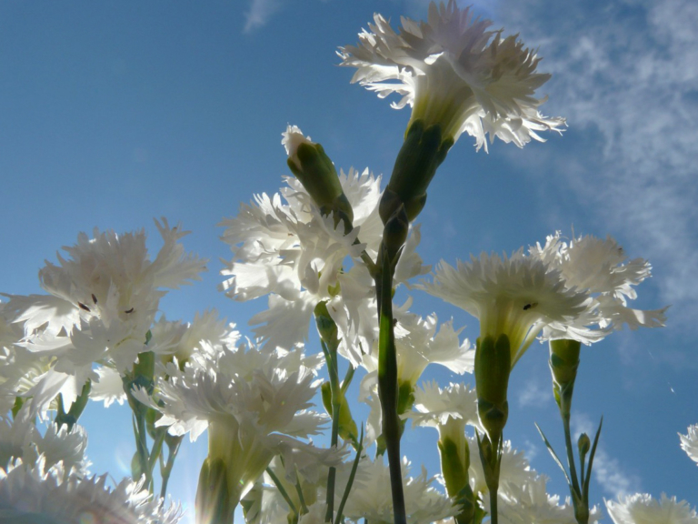 Photos of Beautiful Carnations - 105 Images of These Flowers