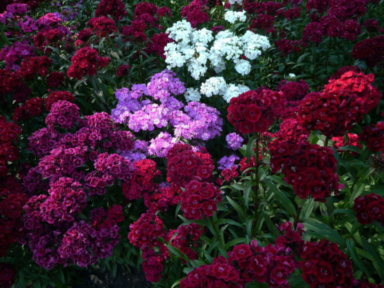 Foto di bellissimi garofani - 105 immagini di questi fiori