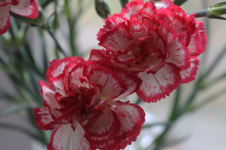 Photos of Beautiful Carnations - 105 Images of These Flowers