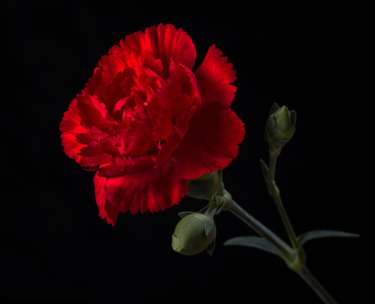 Photos of Beautiful Carnations - 105 Images of These Flowers
