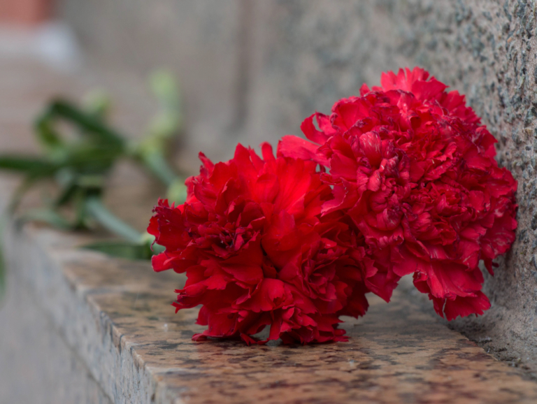 Fotos de hermosos claveles - 105 imágenes de estas flores