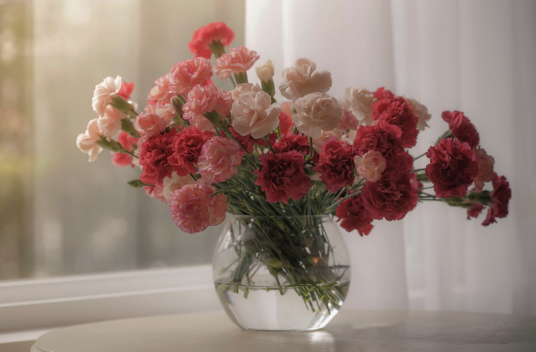 Photos of Beautiful Carnations - 105 Images of These Flowers
