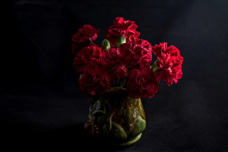 Photos of Beautiful Carnations - 105 Images of These Flowers