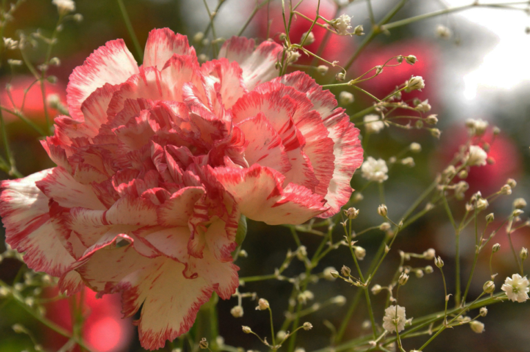 Photos of Beautiful Carnations - 105 Images of These Flowers