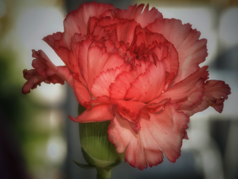 Photos of Beautiful Carnations - 105 Images of These Flowers