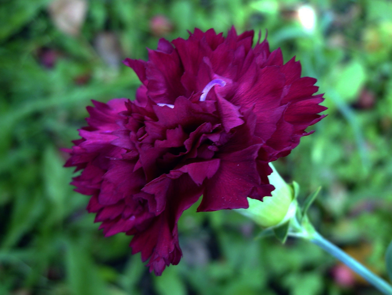 Photos of Beautiful Carnations - 105 Images of These Flowers