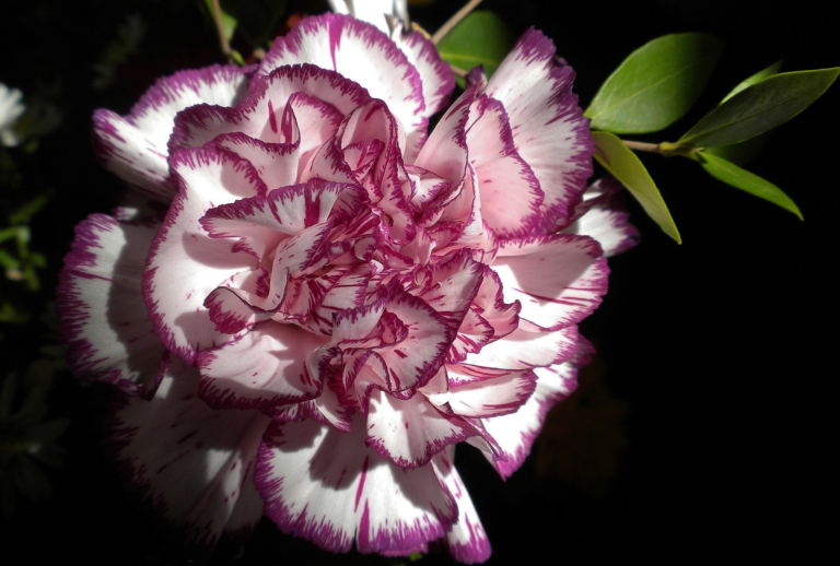 Photos of Beautiful Carnations - 105 Images of These Flowers