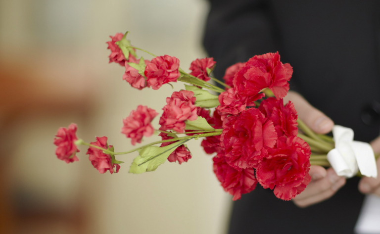 Photos of Beautiful Carnations - 105 Images of These Flowers