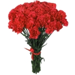 Fotos von schönen Nelken - 105 Bilder dieser Blumen