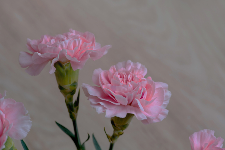 Foto di bellissimi garofani - 105 immagini di questi fiori