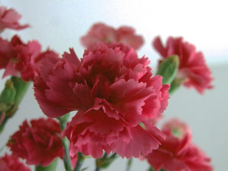 Photos of Beautiful Carnations - 105 Images of These Flowers