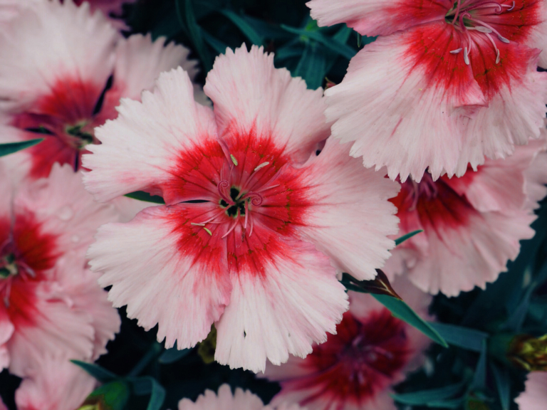 Foto di bellissimi garofani - 105 immagini di questi fiori