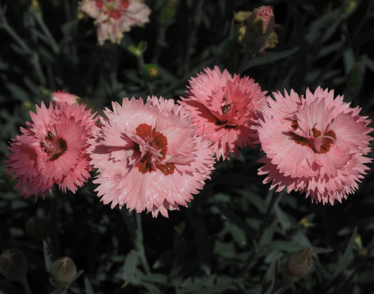 Photos of Beautiful Carnations - 105 Images of These Flowers
