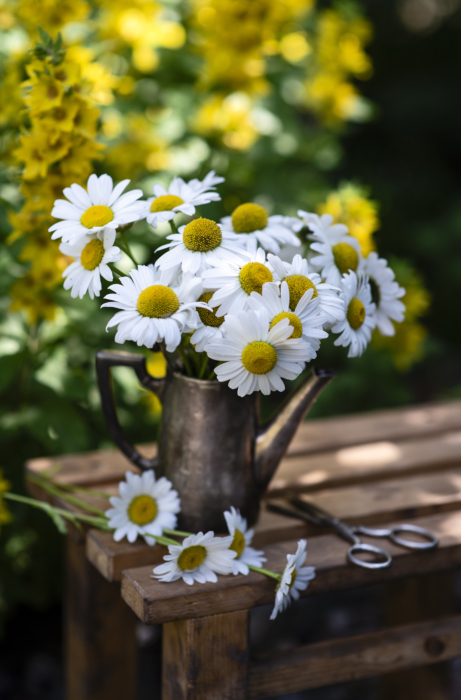 Krásné obrázky sedmikrásky - 100 obrázků ve vysokém rozlišení