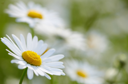 Krásné obrázky sedmikrásky - 100 obrázků ve vysokém rozlišení