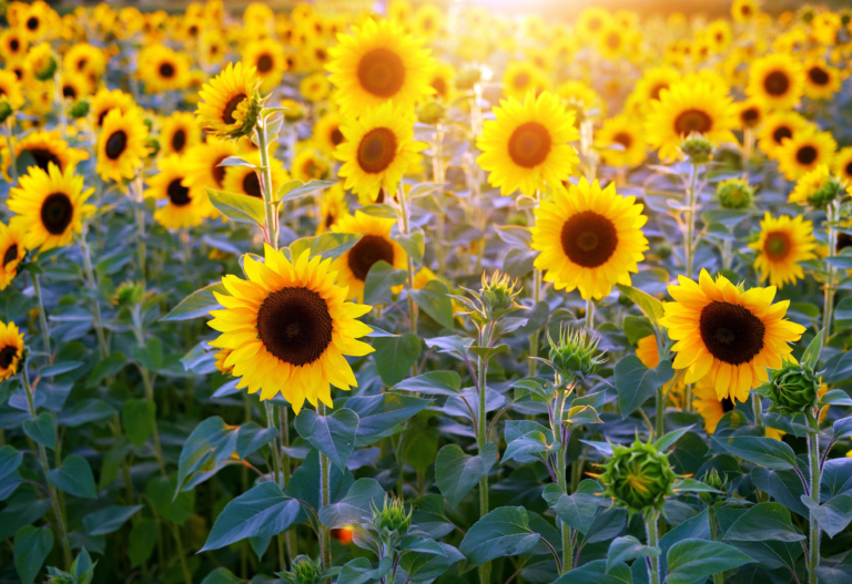 Beautiful Photos of Sunflowers - 100 Images of These Flowers