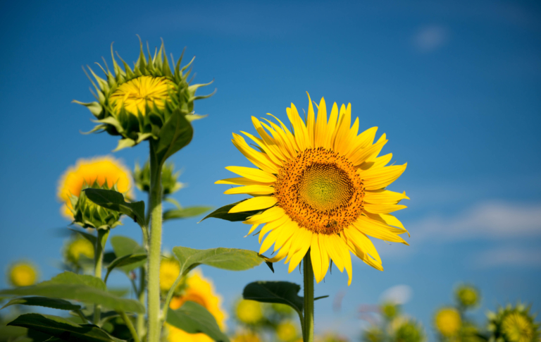 Beautiful Photos of Sunflowers - 100 Images of These Flowers