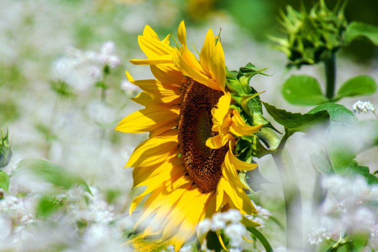 Beautiful Photos of Sunflowers - 100 Images of These Flowers
