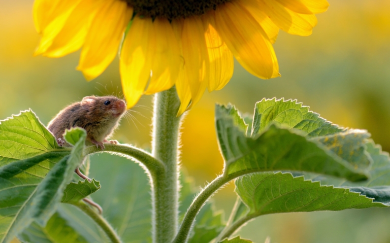 Beautiful Photos of Sunflowers - 100 Images of These Flowers