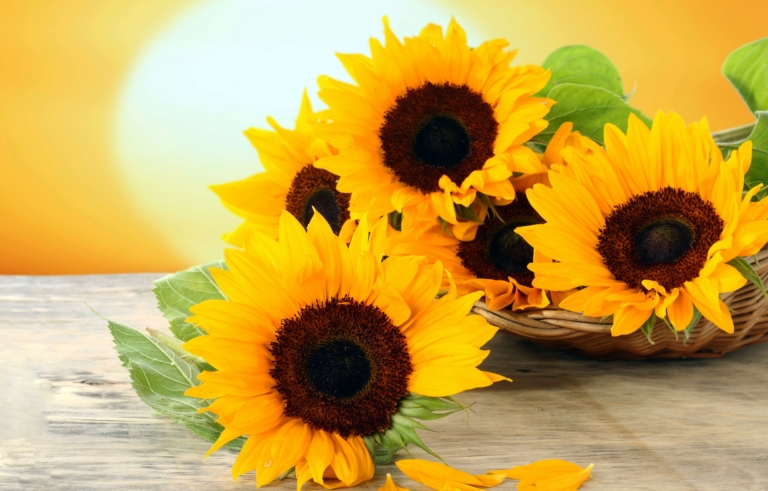 Beautiful Photos of Sunflowers - 100 Images of These Flowers