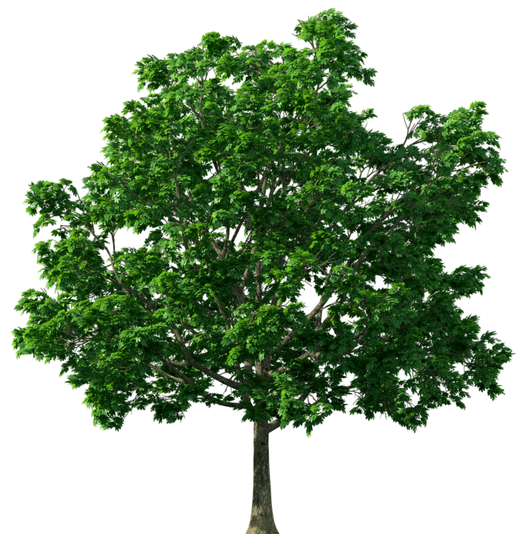 Arbres au format PNG sur fond transparent - Images gratuites