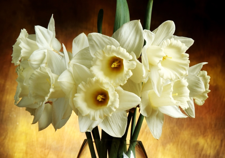 Beautiful Pictures of Daffodils - 100 High-Resolution Photos