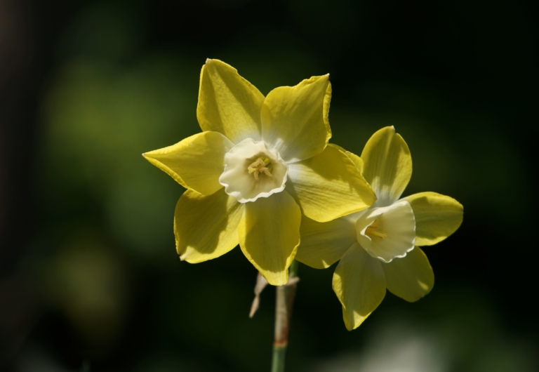 Beautiful Pictures of Daffodils - 100 High-Resolution Photos