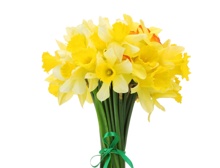 Beautiful Pictures of Daffodils - 100 High-Resolution Photos