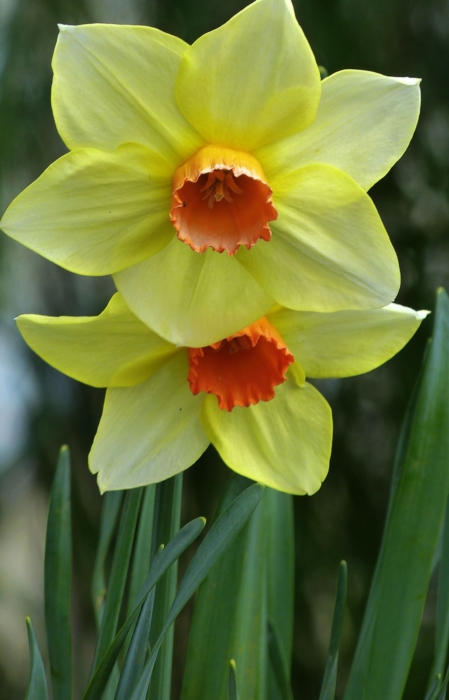 Beautiful Pictures of Daffodils - 100 High-Resolution Photos