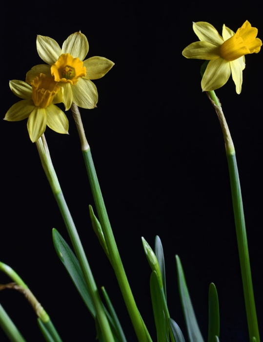Beautiful Pictures of Daffodils - 100 High-Resolution Photos