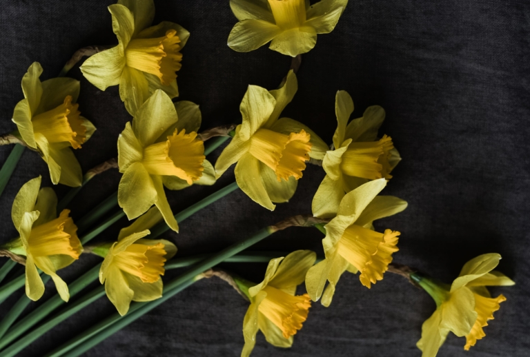Beautiful Pictures of Daffodils - 100 High-Resolution Photos