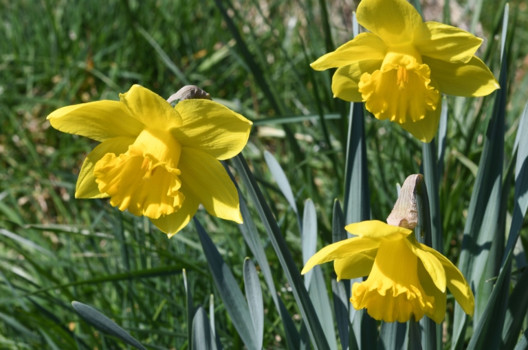 Bellissime immagini di narcisi - 100 foto ad alta risoluzione