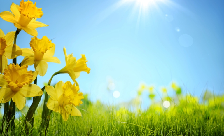 Beautiful Pictures of Daffodils - 100 High-Resolution Photos